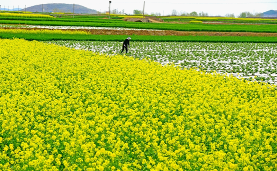 Spring farming in full swing across China during Qingming festival ...