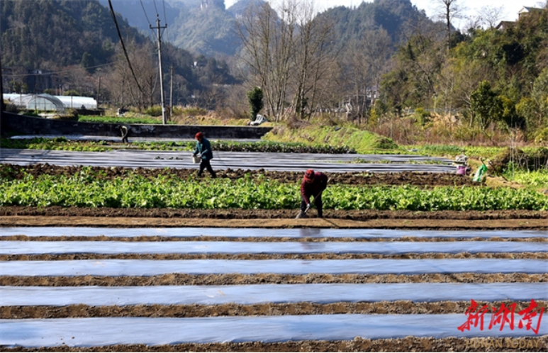 Busy spring farming scenes across Hunan - Huaihua